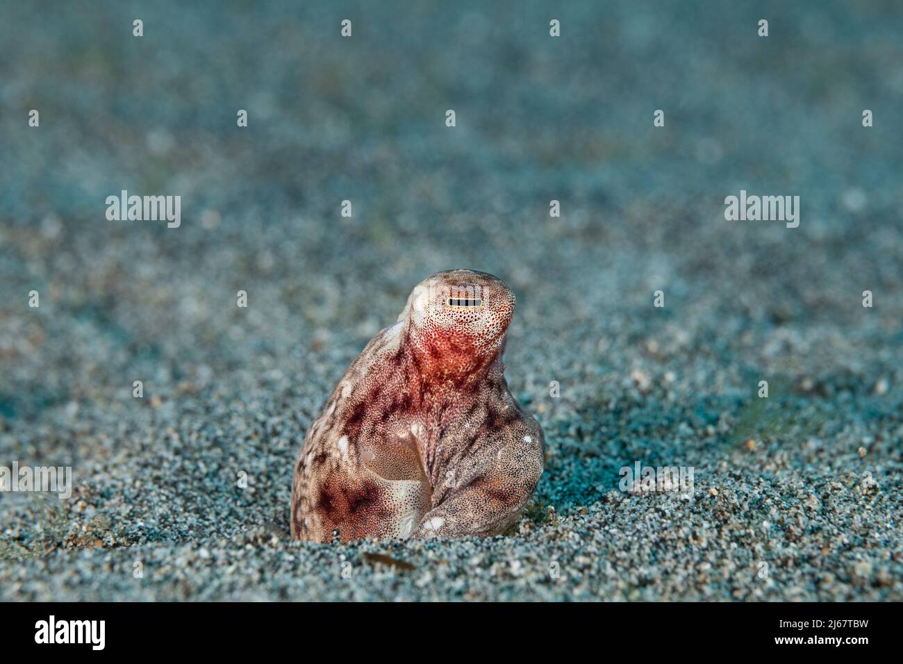 Octopus camouflage hi-res stock photography and images - Alamy