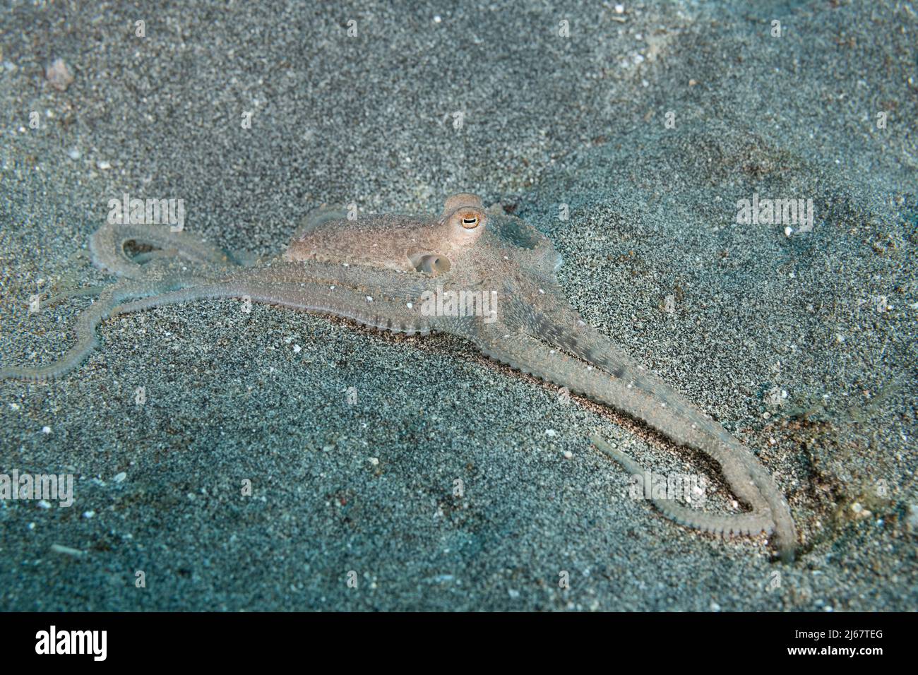 Octopus long 10 hi-res stock photography and images - Alamy