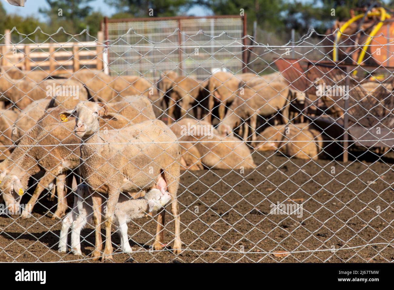 A white lamb suckling milk from its mother. Lamb and sheep behind wire ...