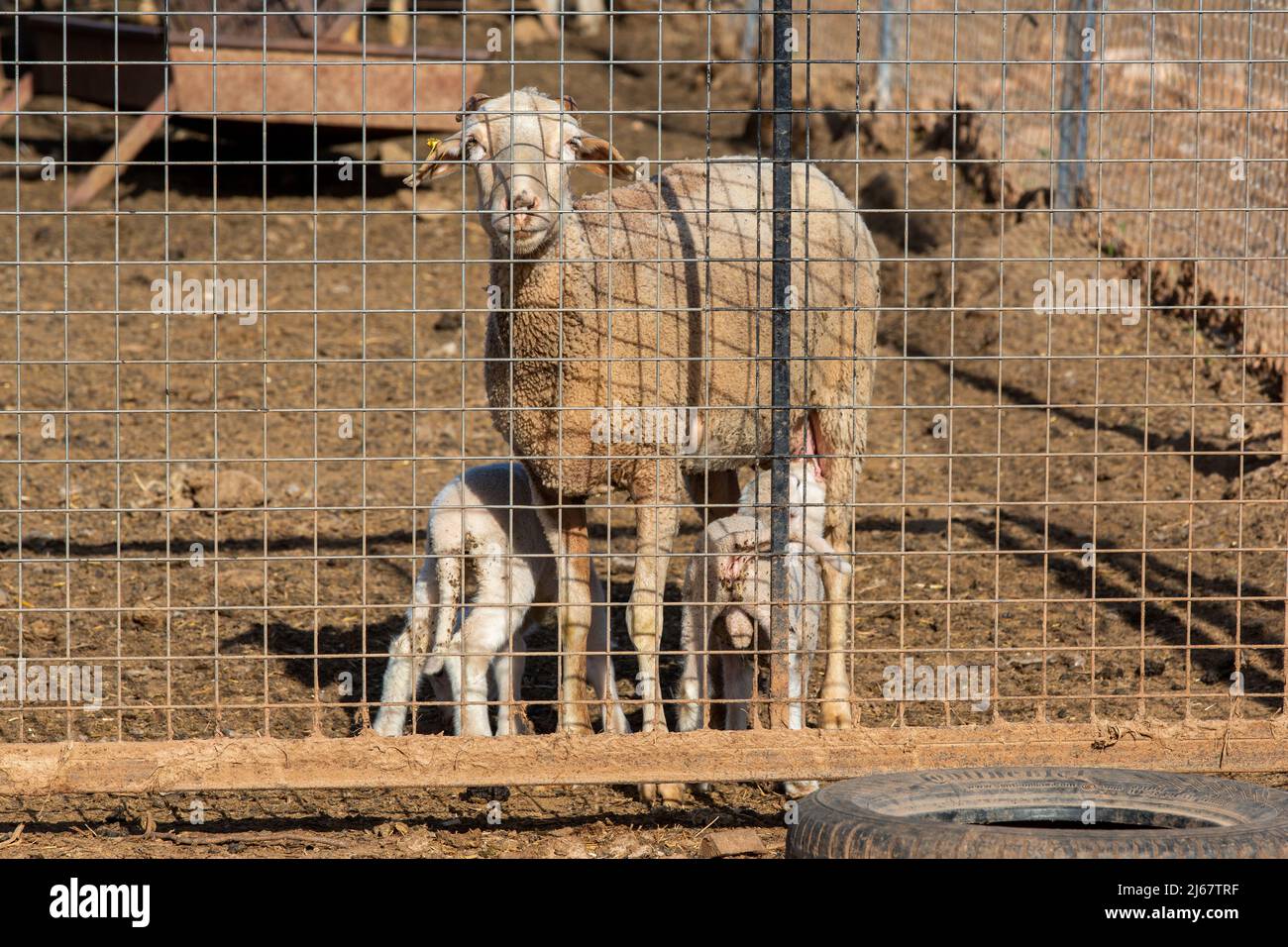 A white lamb suckling milk from its mother. Lamb and sheep behind wire ...