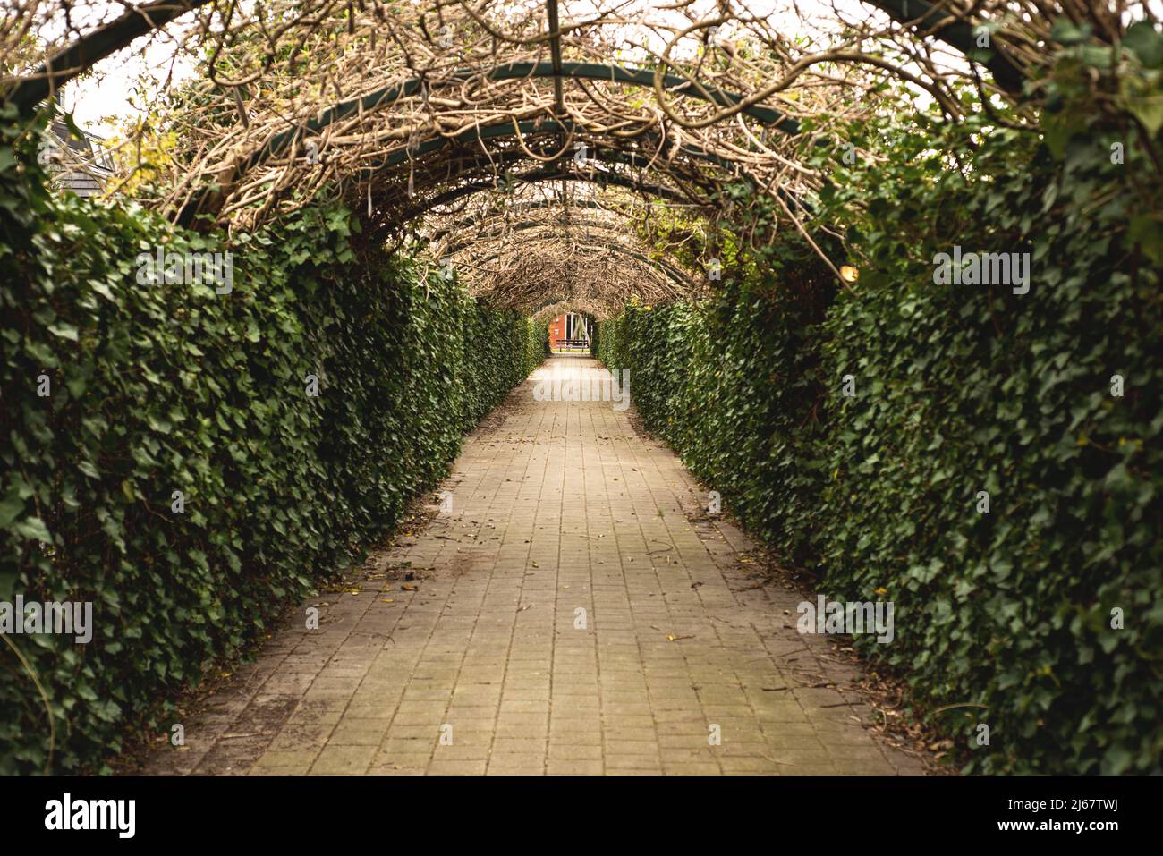 arch with a tunnel made of wicker woven into iron bars Stock Photo - Alamy