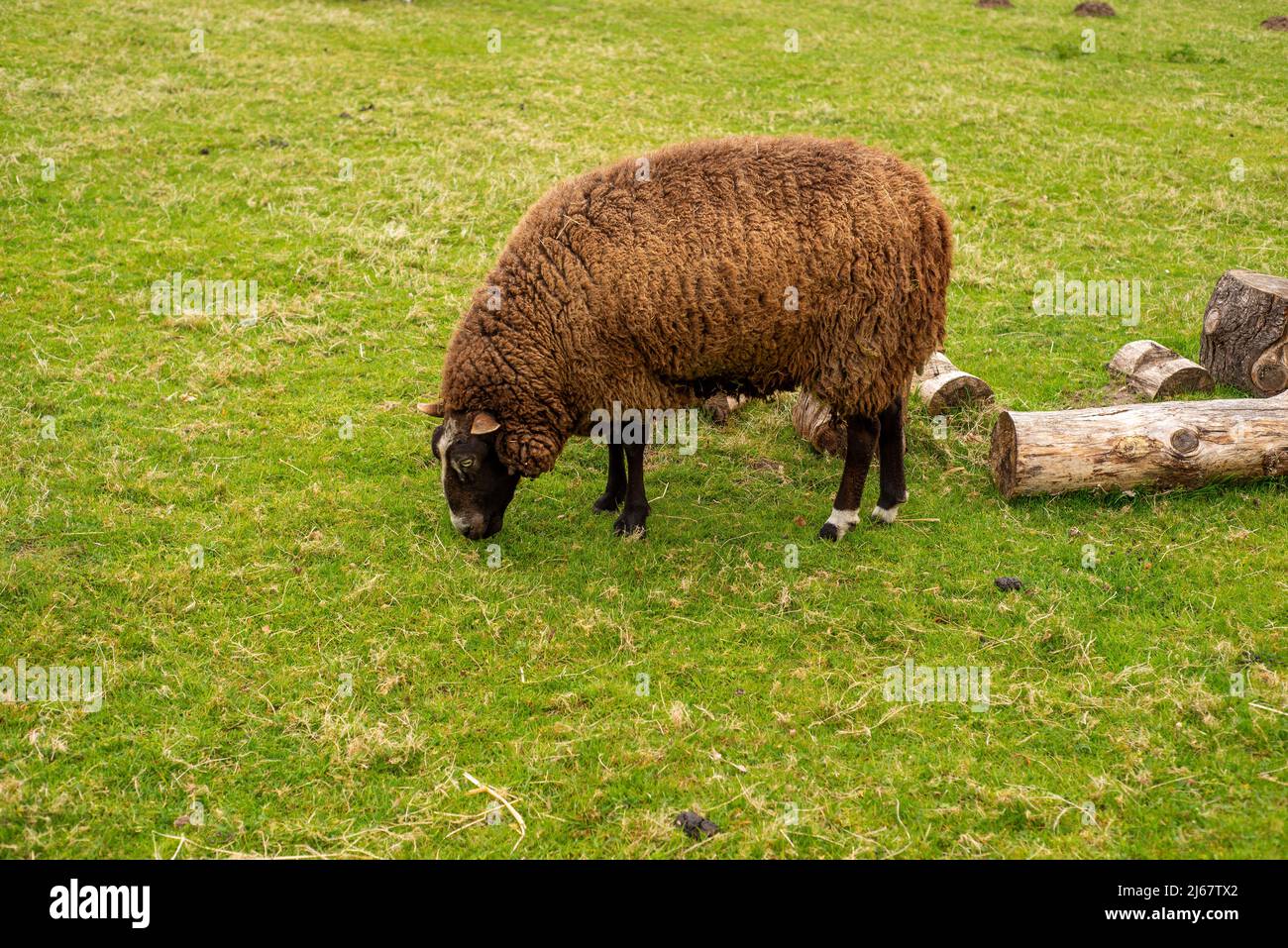 unshorn brown sheep against the background of bright juicy green grass ...