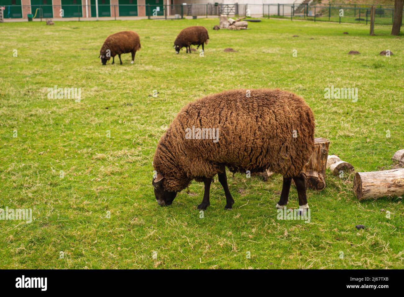 unshorn brown sheep against the background of bright juicy green grass ...