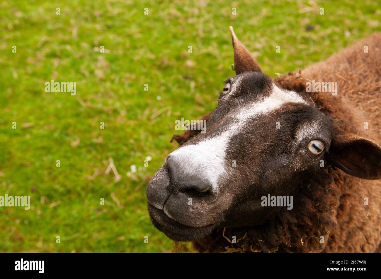 Close-Up Portrait sheep face, cute portrait of farm animal sheep on ...