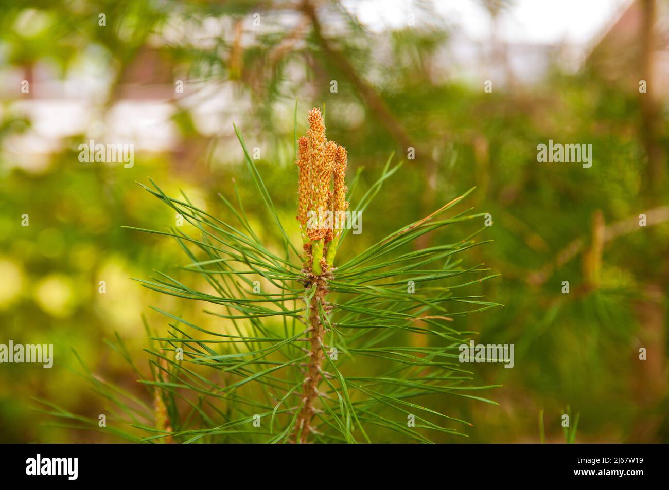 New spring shoots of evergreen tree Pine with buds on a young pine ...
