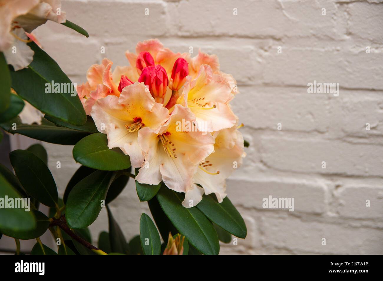 Rhododendron white flowers with pink and yellow dots in bloom, blooming ...