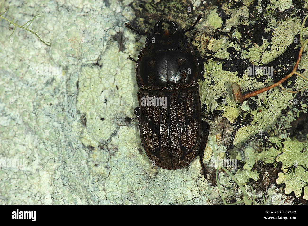 Reticulated beetle hi-res stock photography and images - Alamy