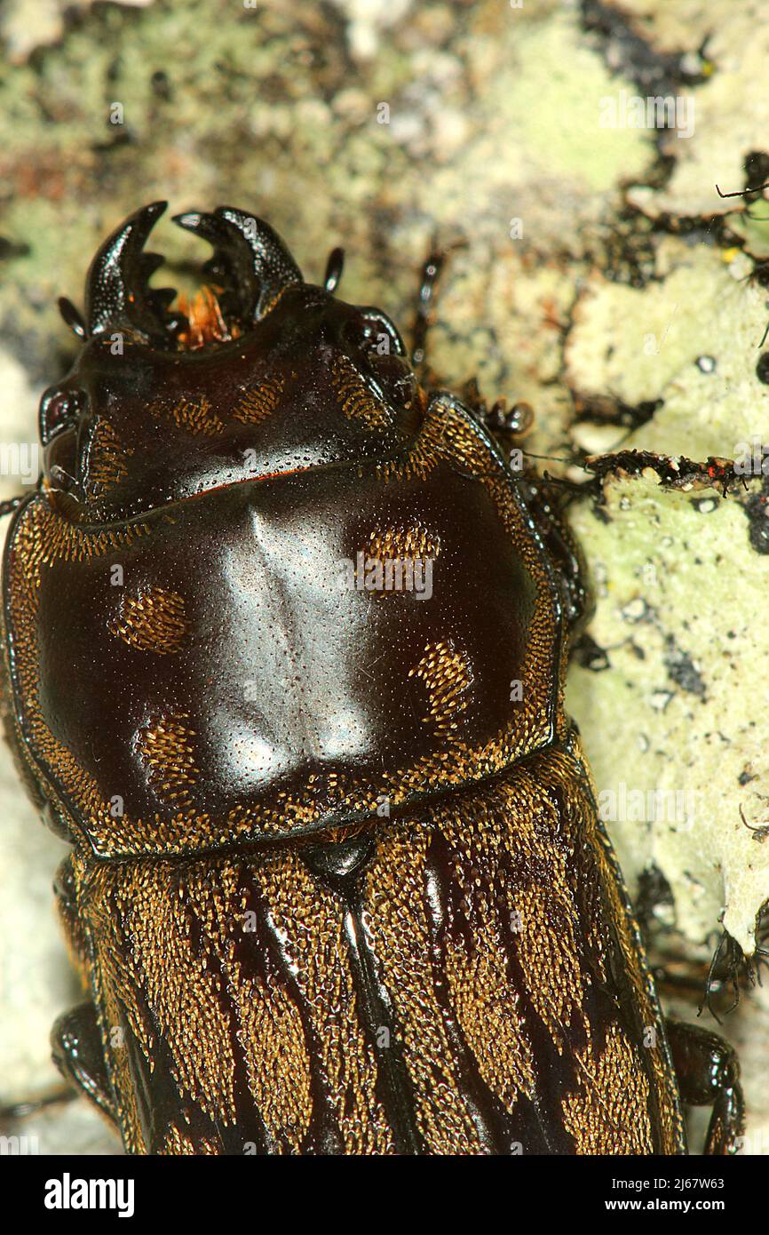 Reticulated beetle hi-res stock photography and images - Alamy