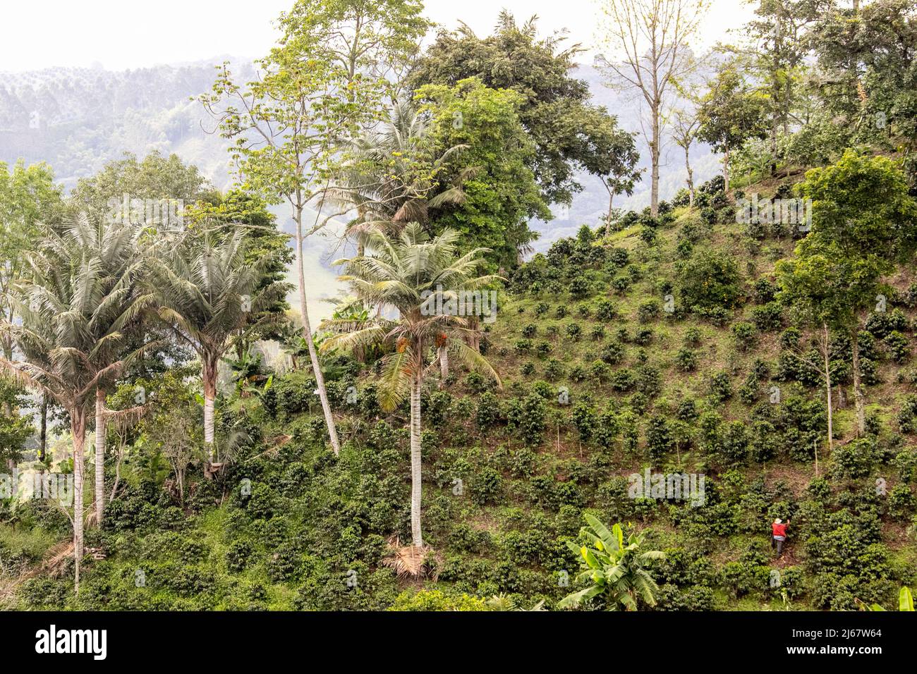 Coffee picker, Las Acacias Coffee Farm, Salento, Quindío, Colombia ...