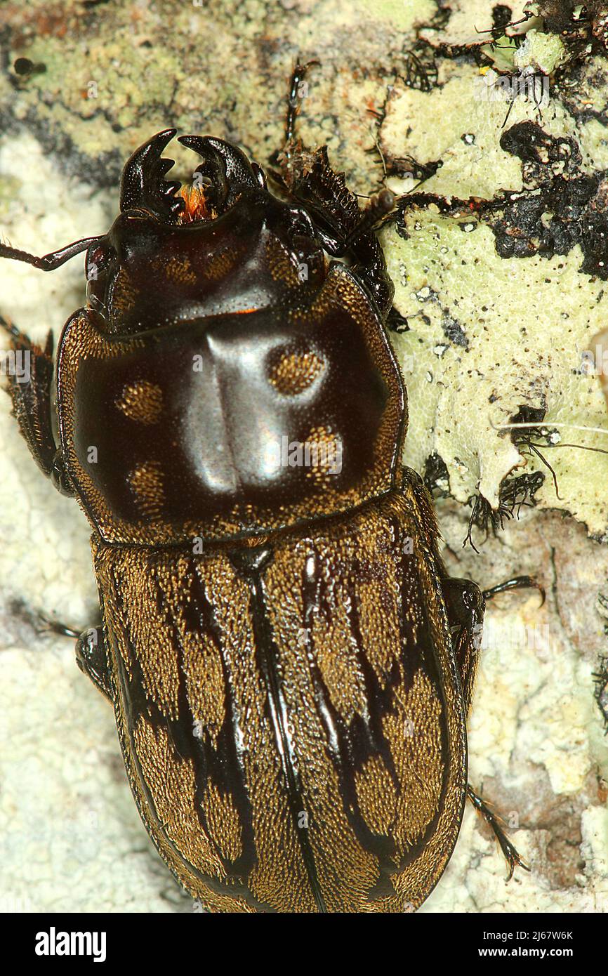 New Zealand reticulate stag beetle Stock Photo - Alamy