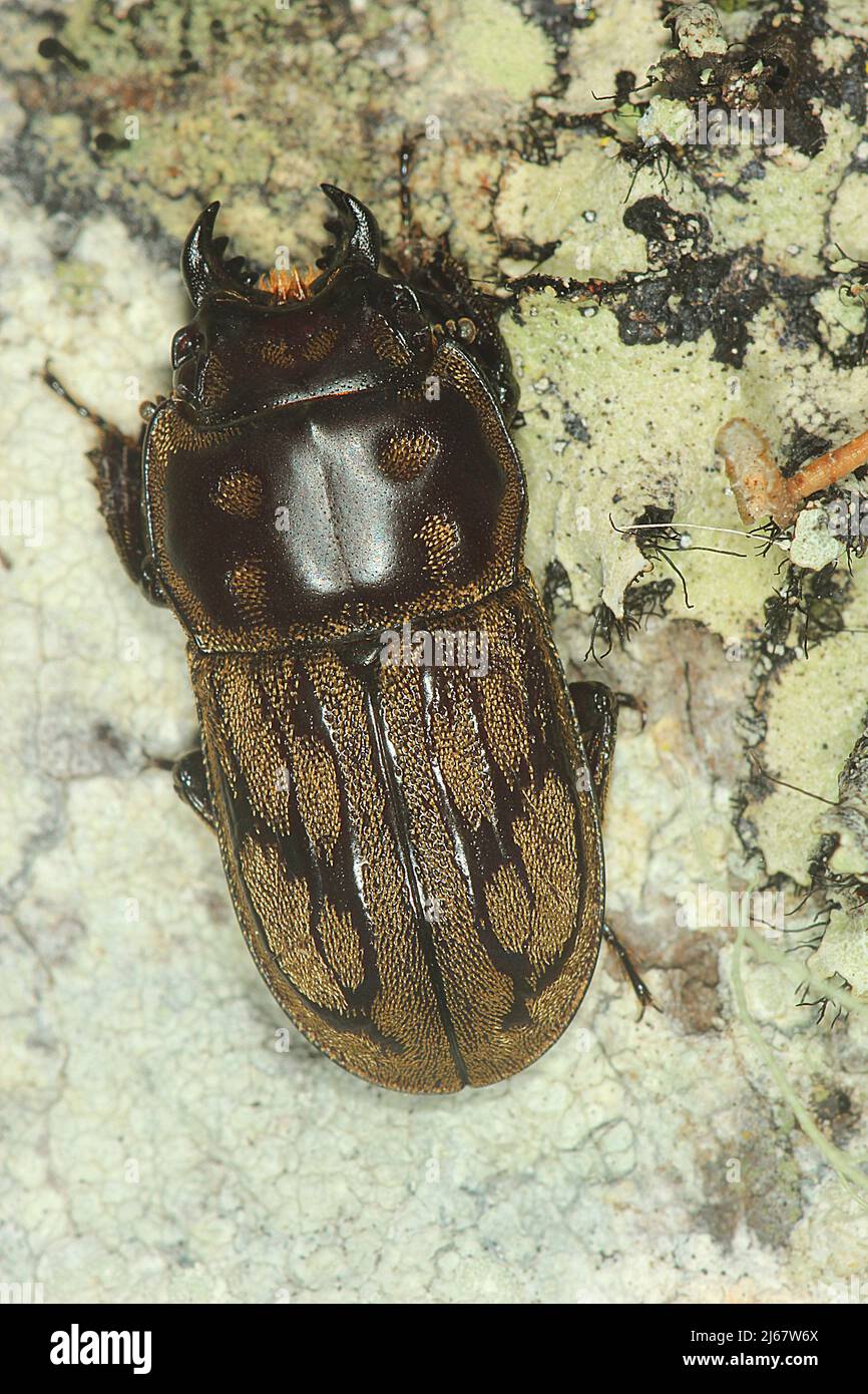 Reticulated beetle hi-res stock photography and images - Alamy