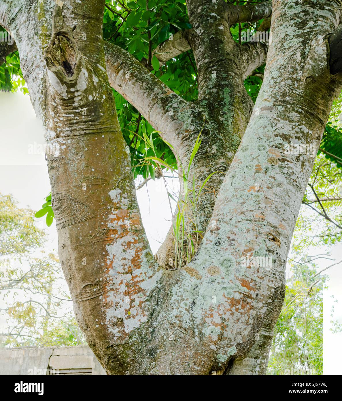 Algae growing on tree branches hi-res stock photography and images - Alamy