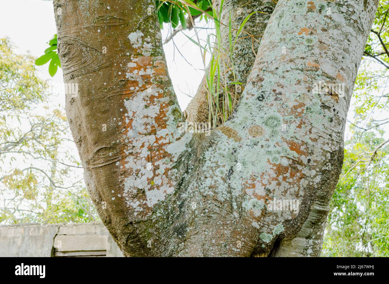 Green Algae On Achee Tree Stock Photo - Alamy