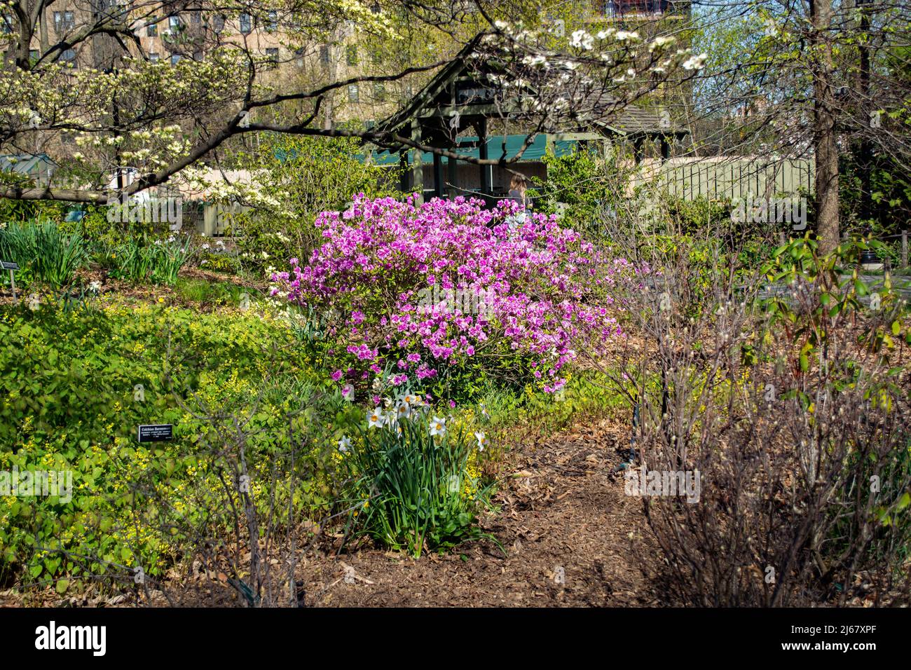 Brooklyn Botanic Garden Spring 2022 Stock Photo - Alamy