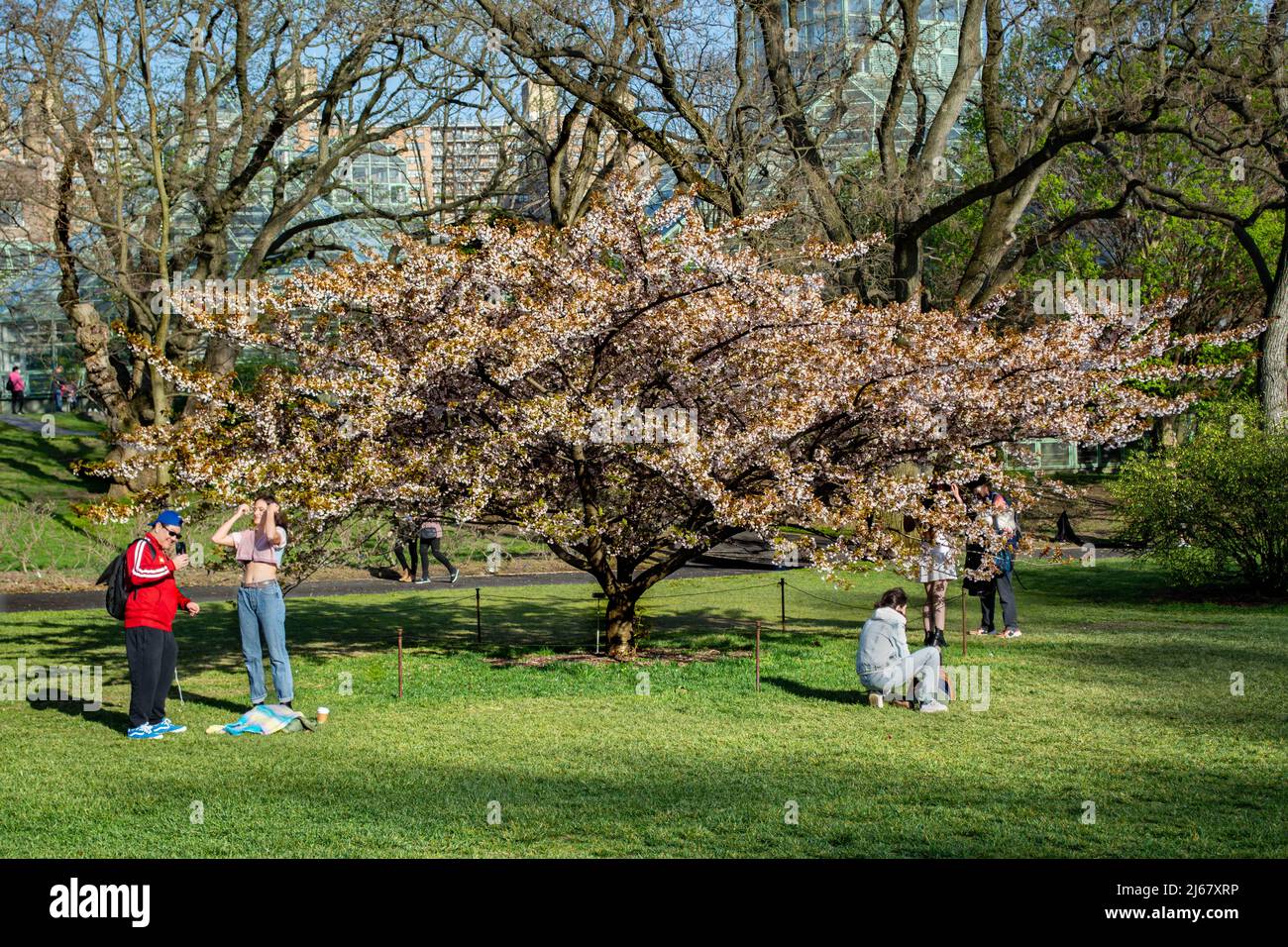 Cherry blossom tree at Brooklyn Botanic Garden Spring 2022 Stock Photo ...