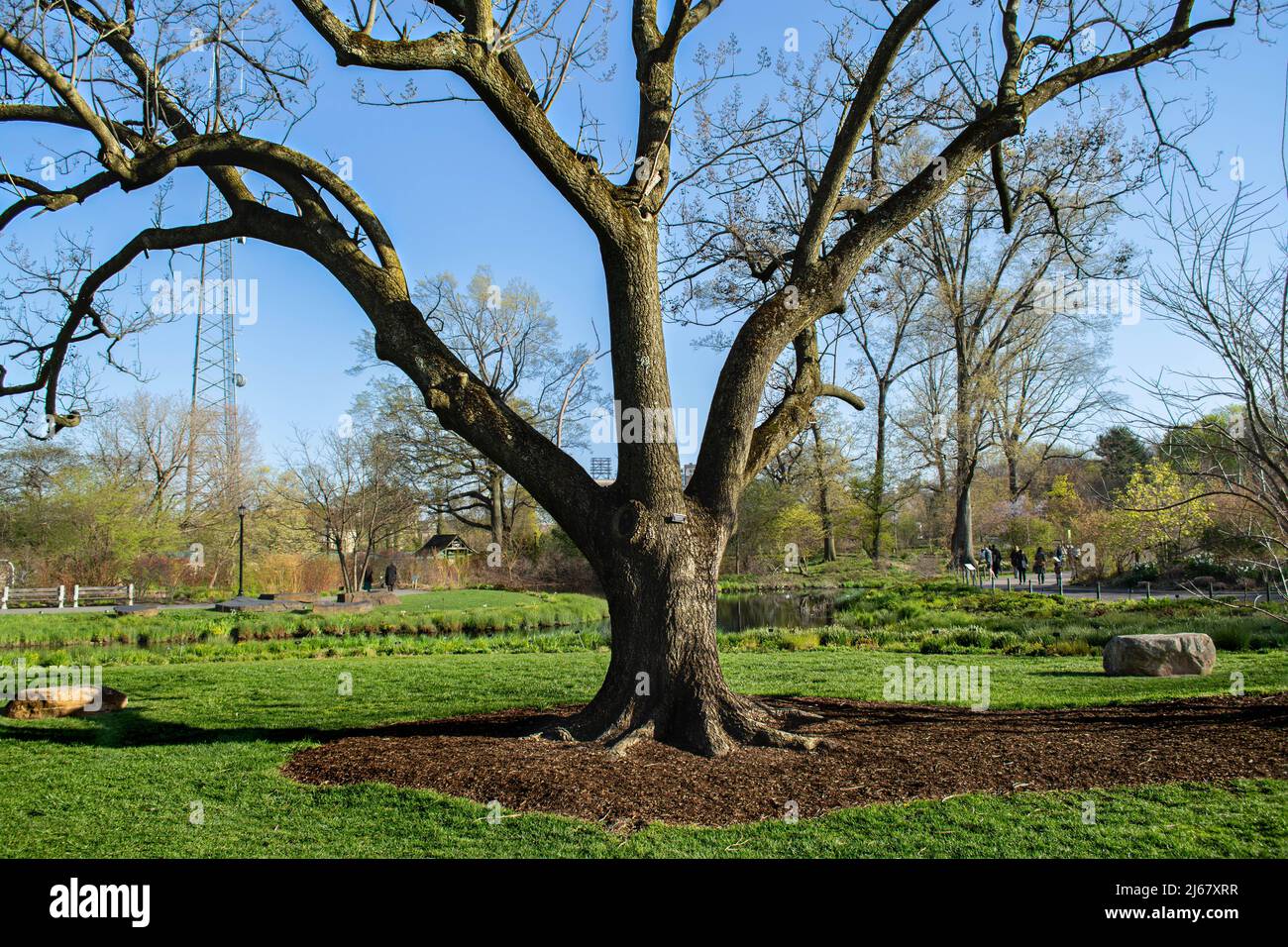 Cherry blossom season brooklyn hi-res stock photography and images - Alamy