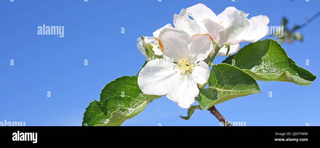 Beautiful nature scene with blooming flowers tree Stock Photo - Alamy