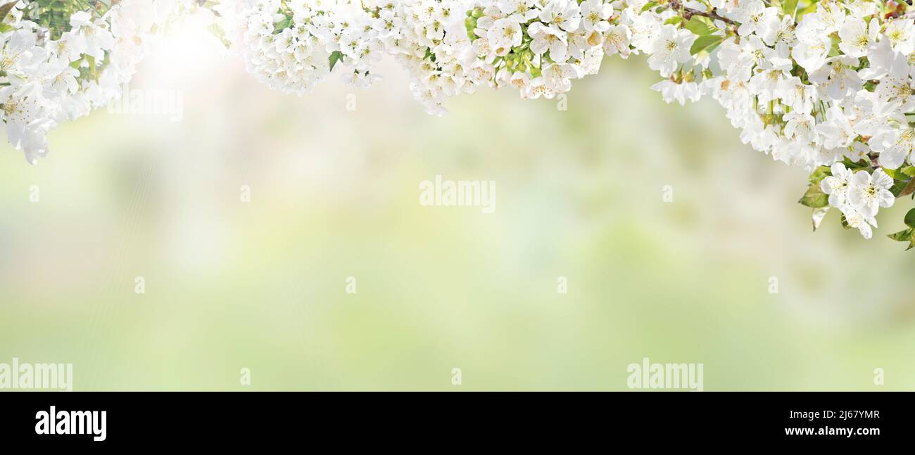 Spring banner background with copy space Stock Photo - Alamy