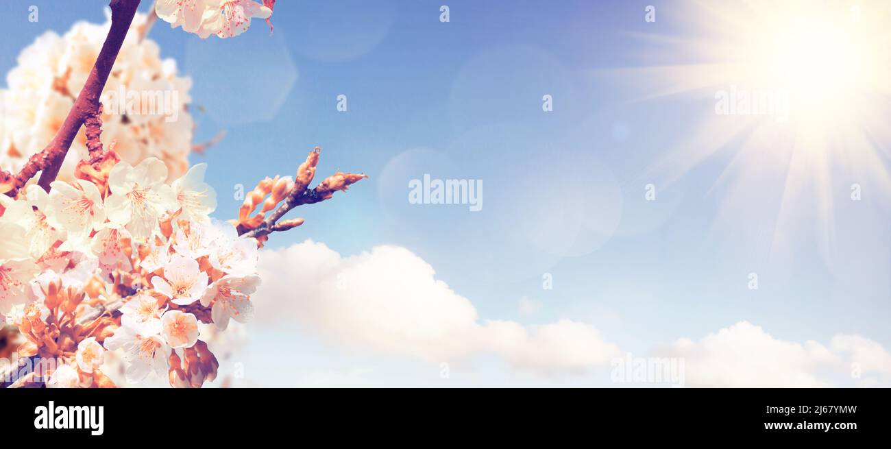 Spring banner background with copy space Stock Photo - Alamy