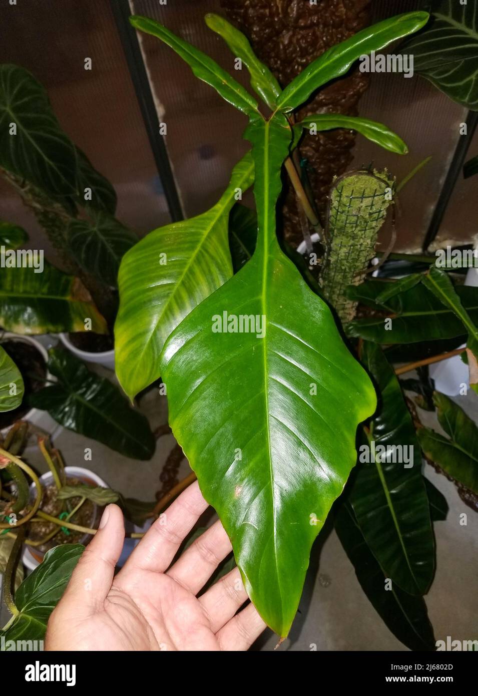 A unique green leaf of Philodendron Joepii, a rare tropical plant from ...