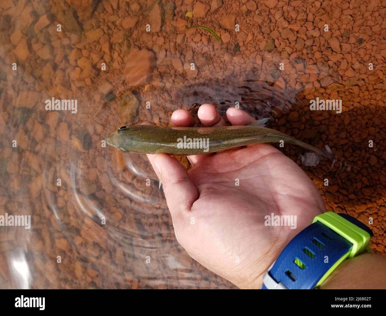Fisherman releasing fish hi-res stock photography and images - Alamy