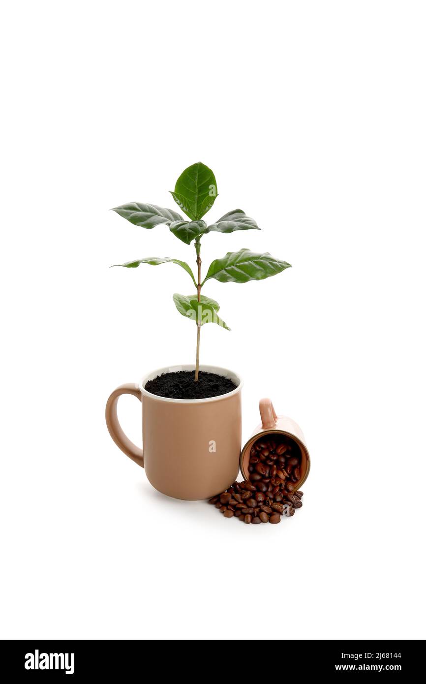 Beautiful coffee tree in cup and beans isolated on white background ...