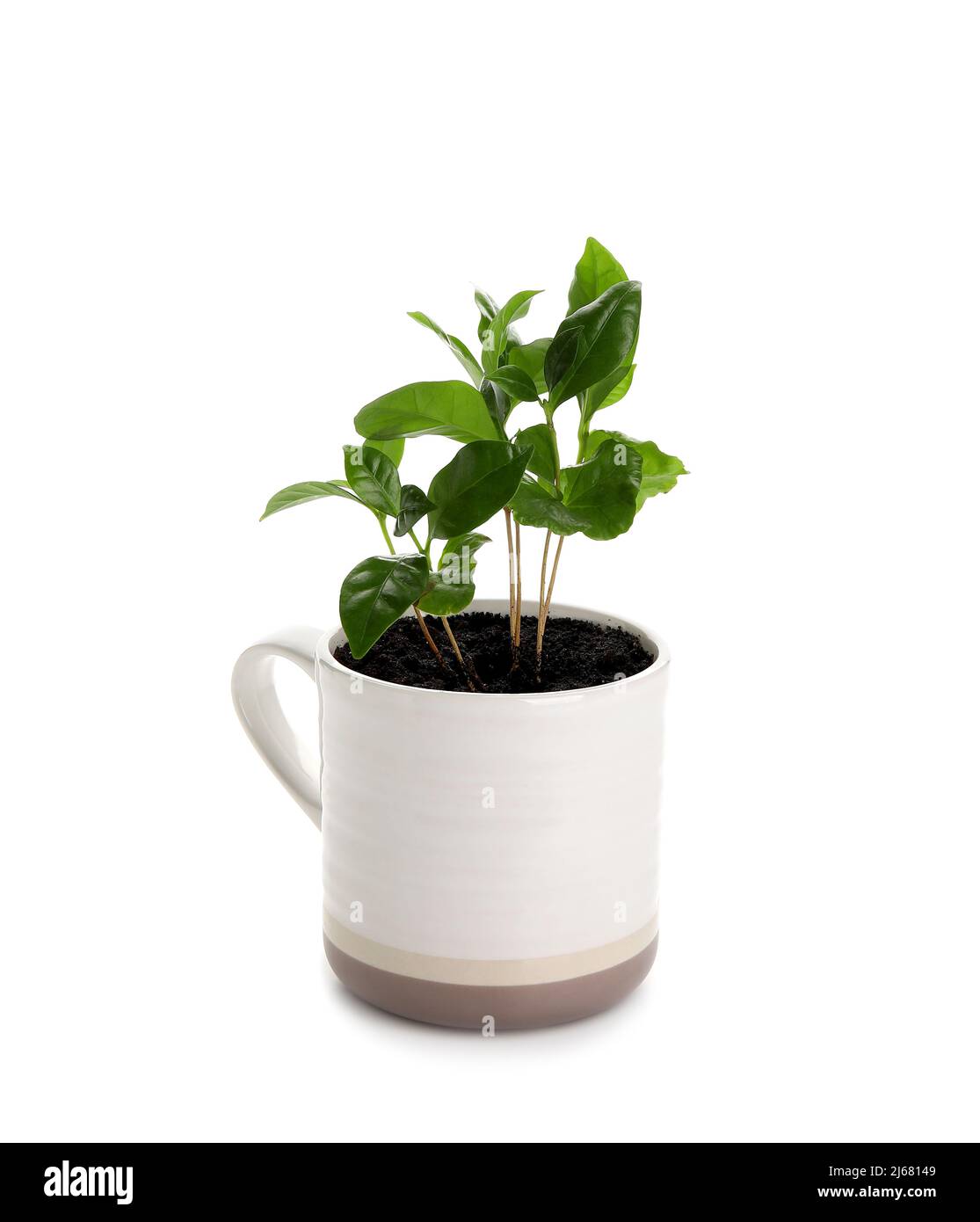 Beautiful coffee tree in cup isolated on white background Stock Photo ...