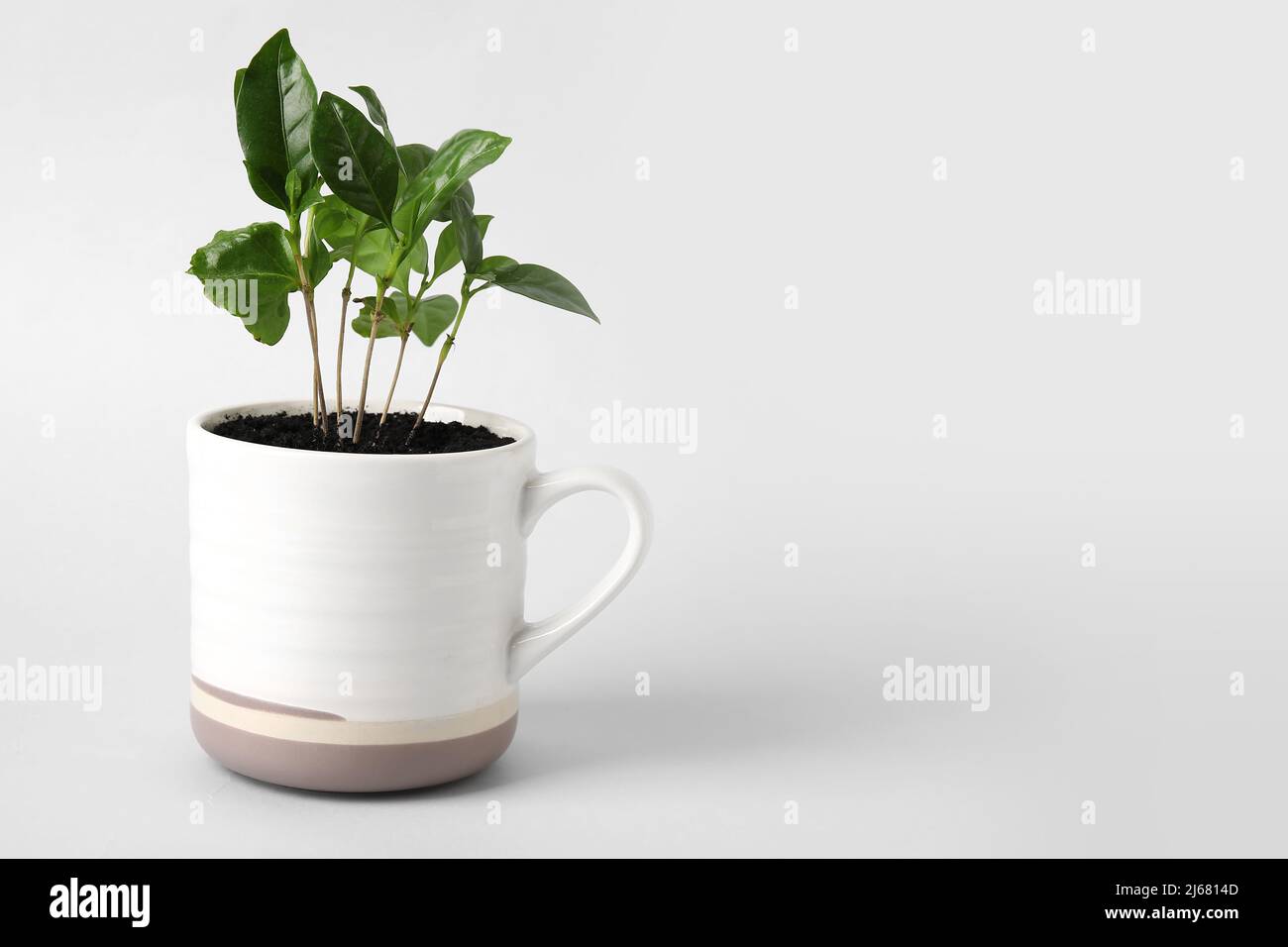 Coffee tree in cup isolated on white background Stock Photo - Alamy