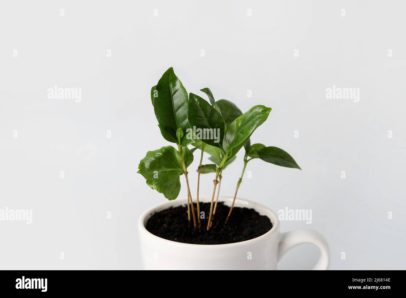 Beautiful coffee tree isolated on white background, closeup Stock Photo ...