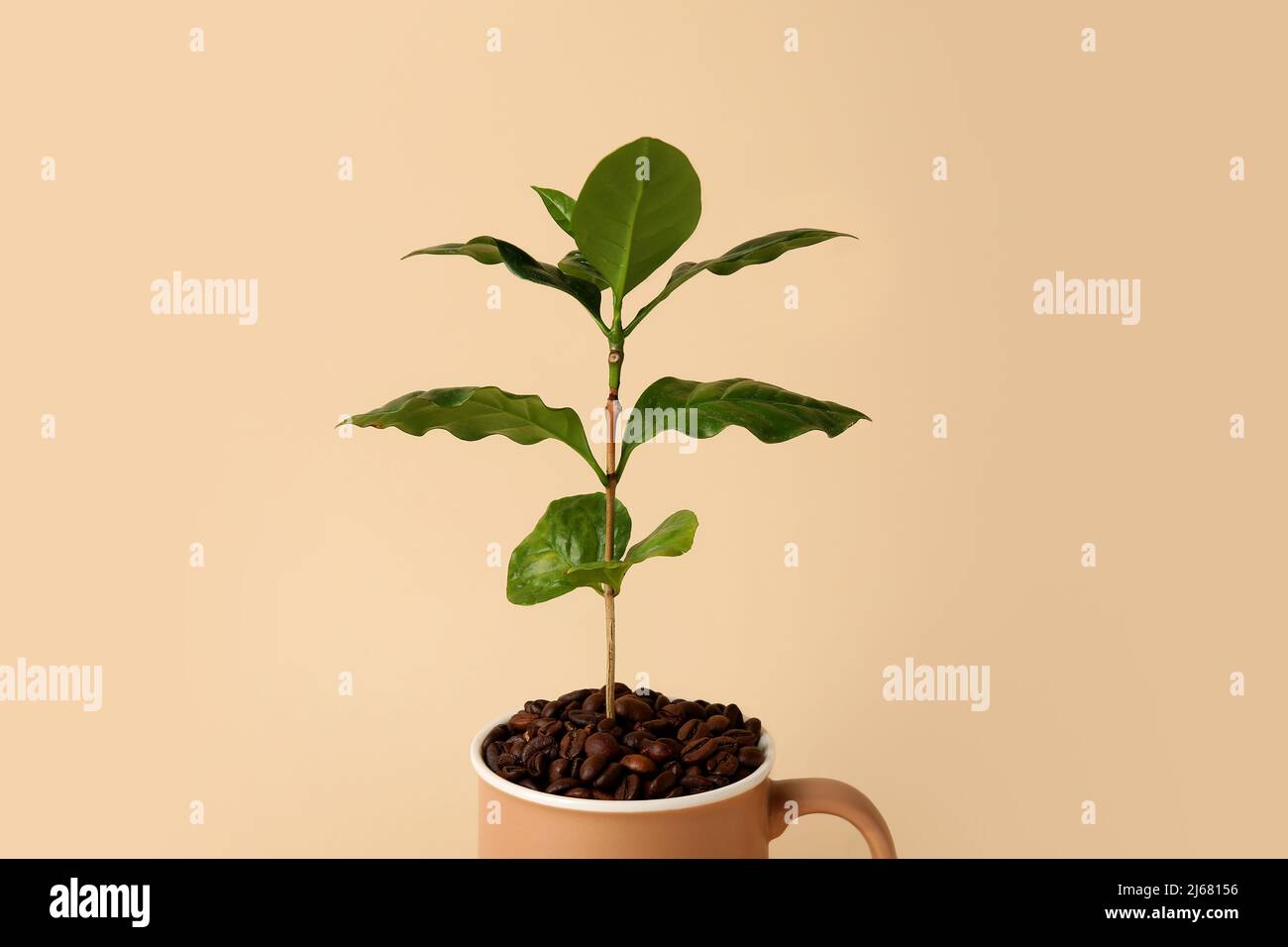 Beautiful coffee tree in cup and beans on color background, closeup ...