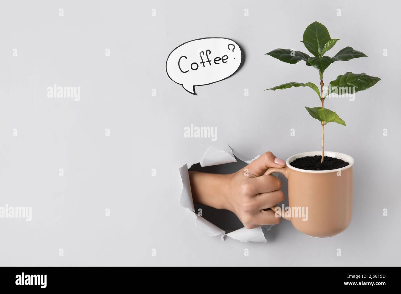 Female hand and young coffee tree visible through torn grey paper Stock ...