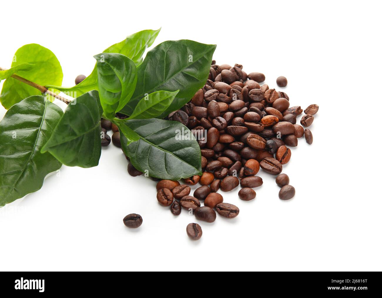 Young coffee tree and beans on white background, closeup Stock Photo ...