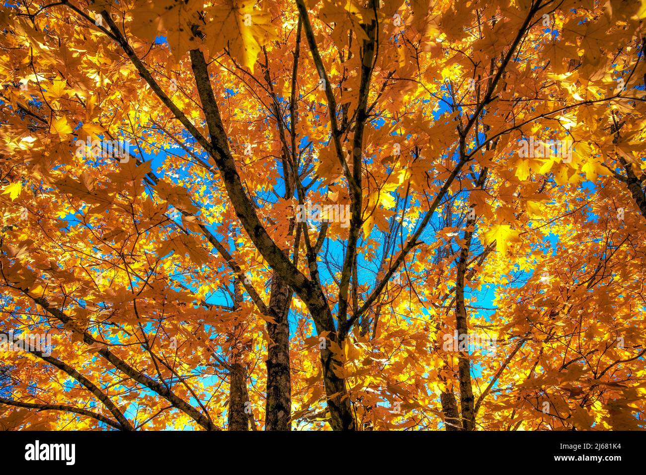 Fall colors a maple tree detail Stock Photo - Alamy