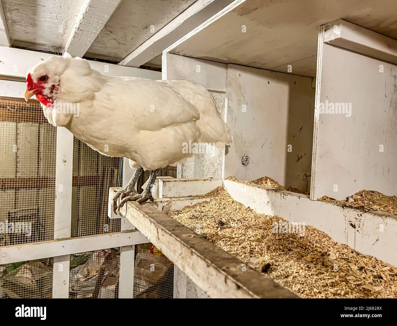 Layer chicken in a cage free coop for laying eggs Stock Photo - Alamy