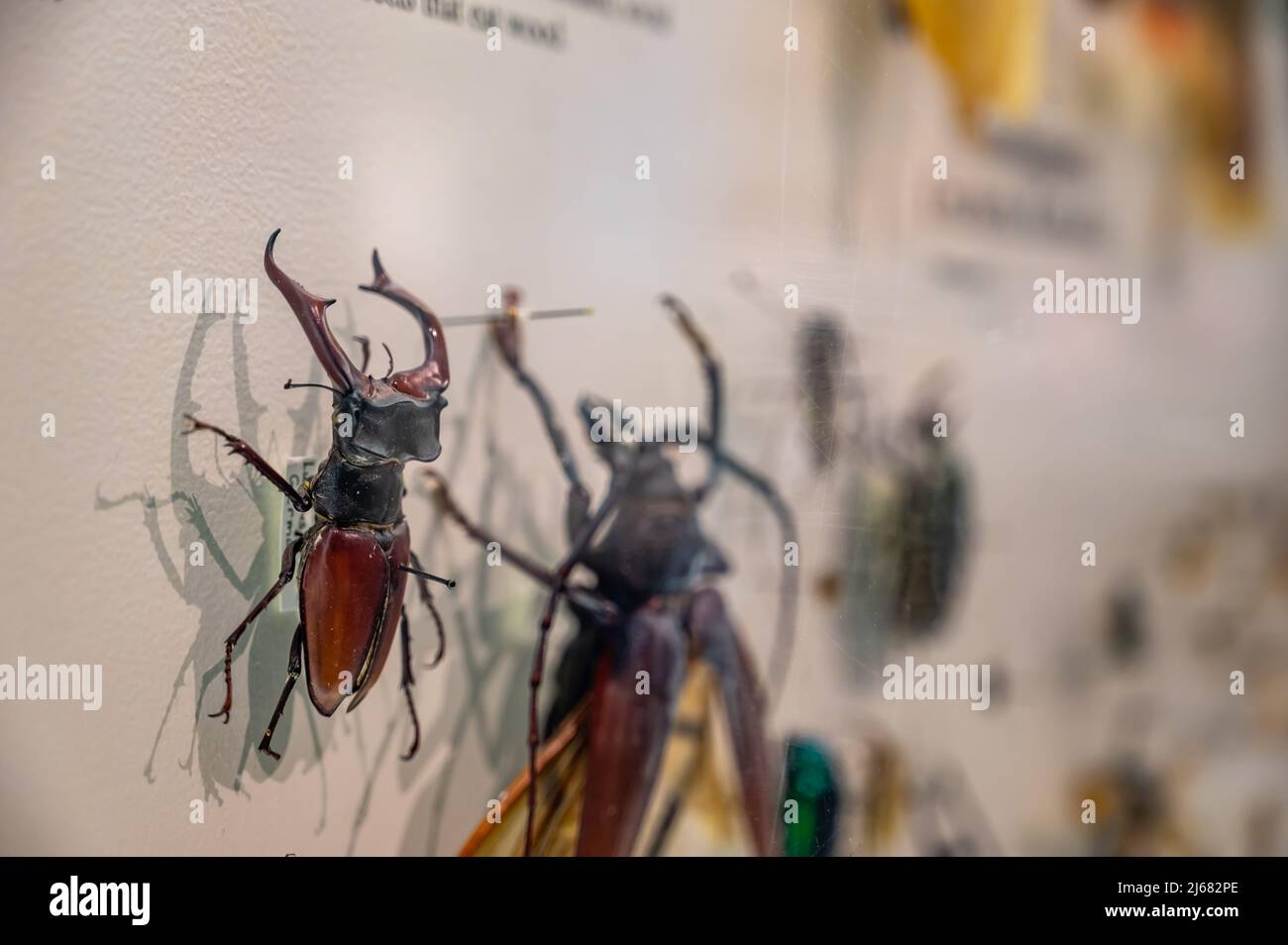 Pinned exotic species of coleoptera beetles in an insect collection ...