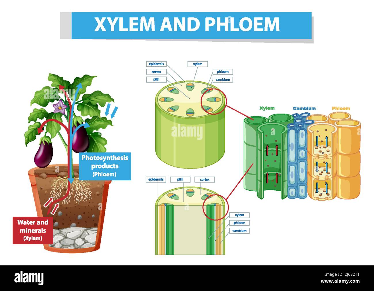 Xylem And Phloem Diagram For Kids Xylem And Phloem Lesson Plans