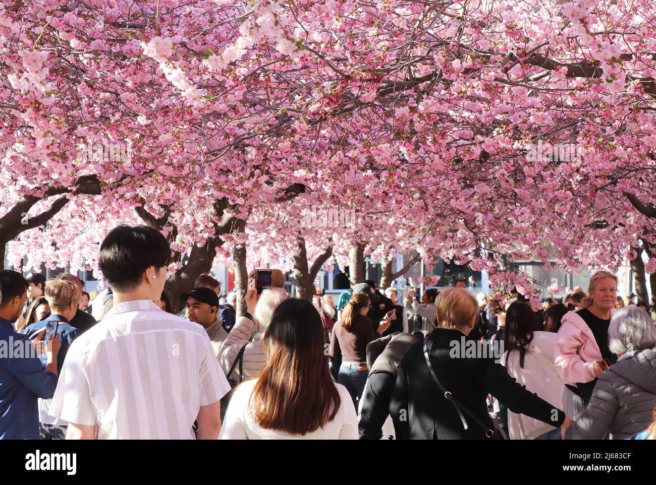 Stockholm, Sweden - April 21, 2022: Peopele enjoying the sprig under ...