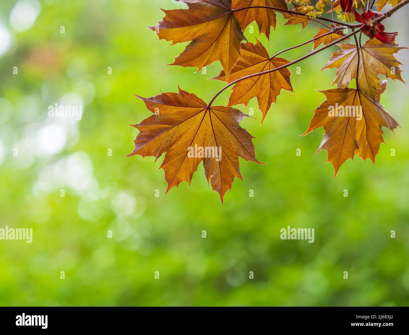 Tree branch with dark red leaves, Acer platanoides, the Norway maple ...