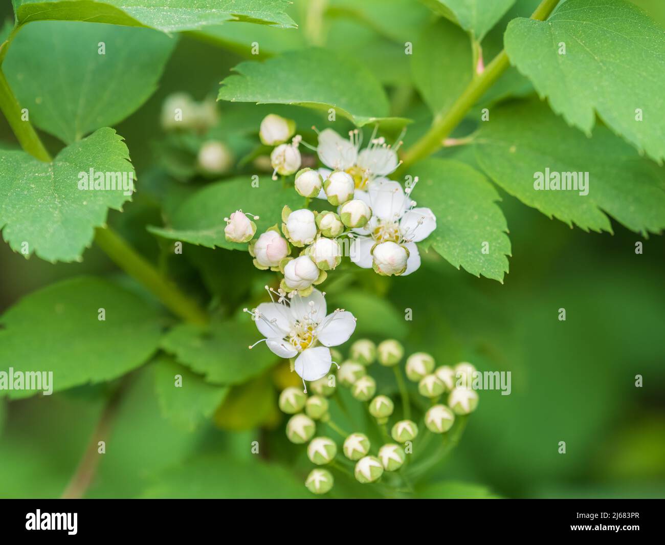 Spiraea chamaedryfolia or germander meadowsweet or elm-leaved spirea ...