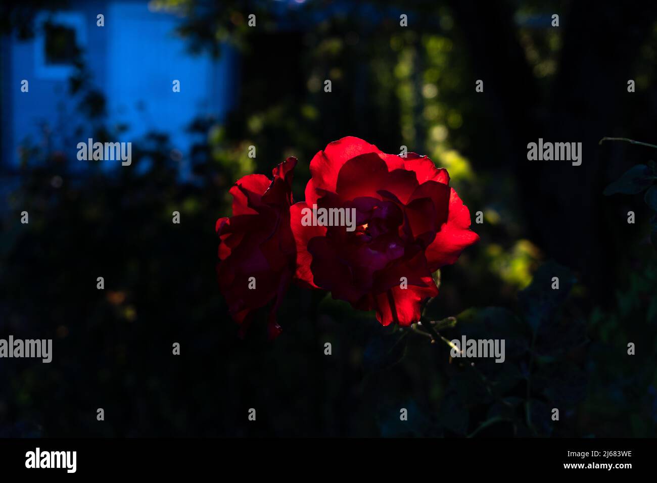 A Rose lit from behind Stock Photo - Alamy