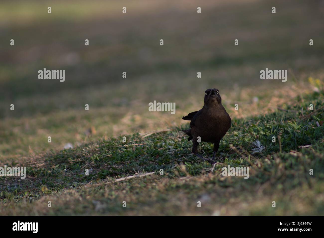 Glossy dark green plumage hi-res stock photography and images - Alamy