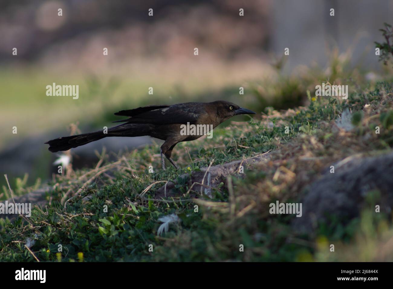 Glossy dark green plumage hi-res stock photography and images - Alamy