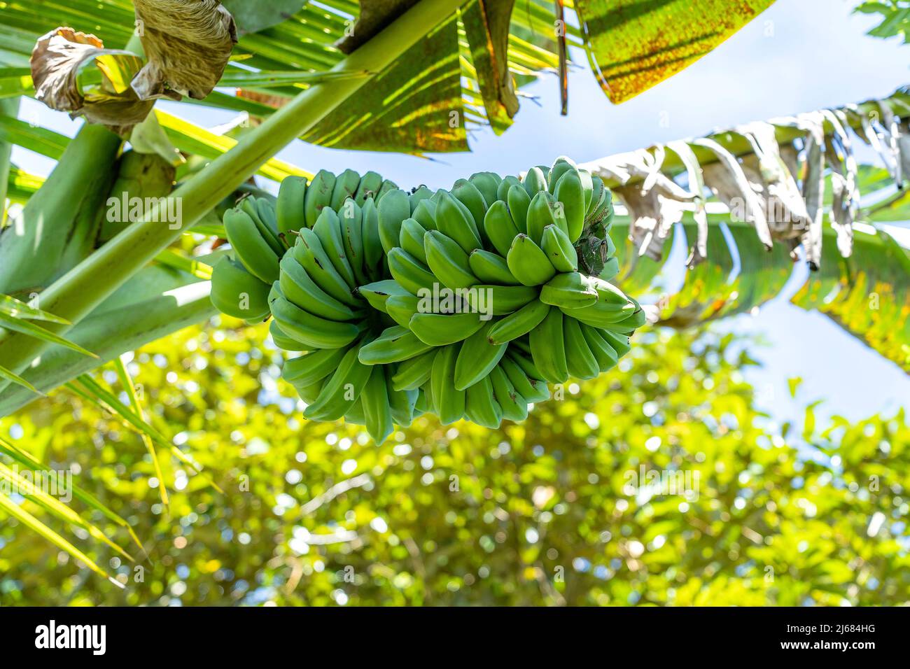 Bunch of green bananas on banana palm tree in the tropical garden ...