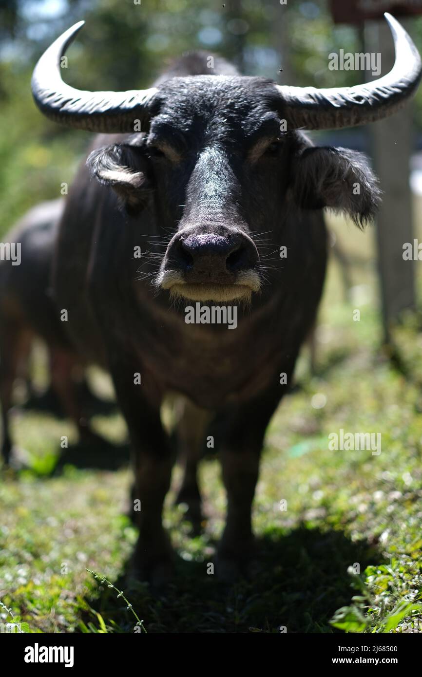 Animal face looking at camera hi-res stock photography and images - Alamy