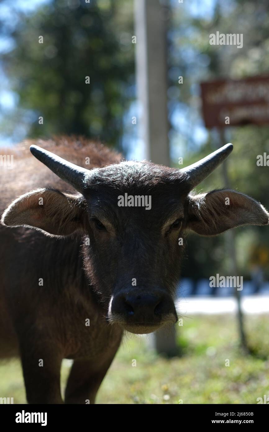 An intrigued young ox is looking to camera Stock Photo - Alamy