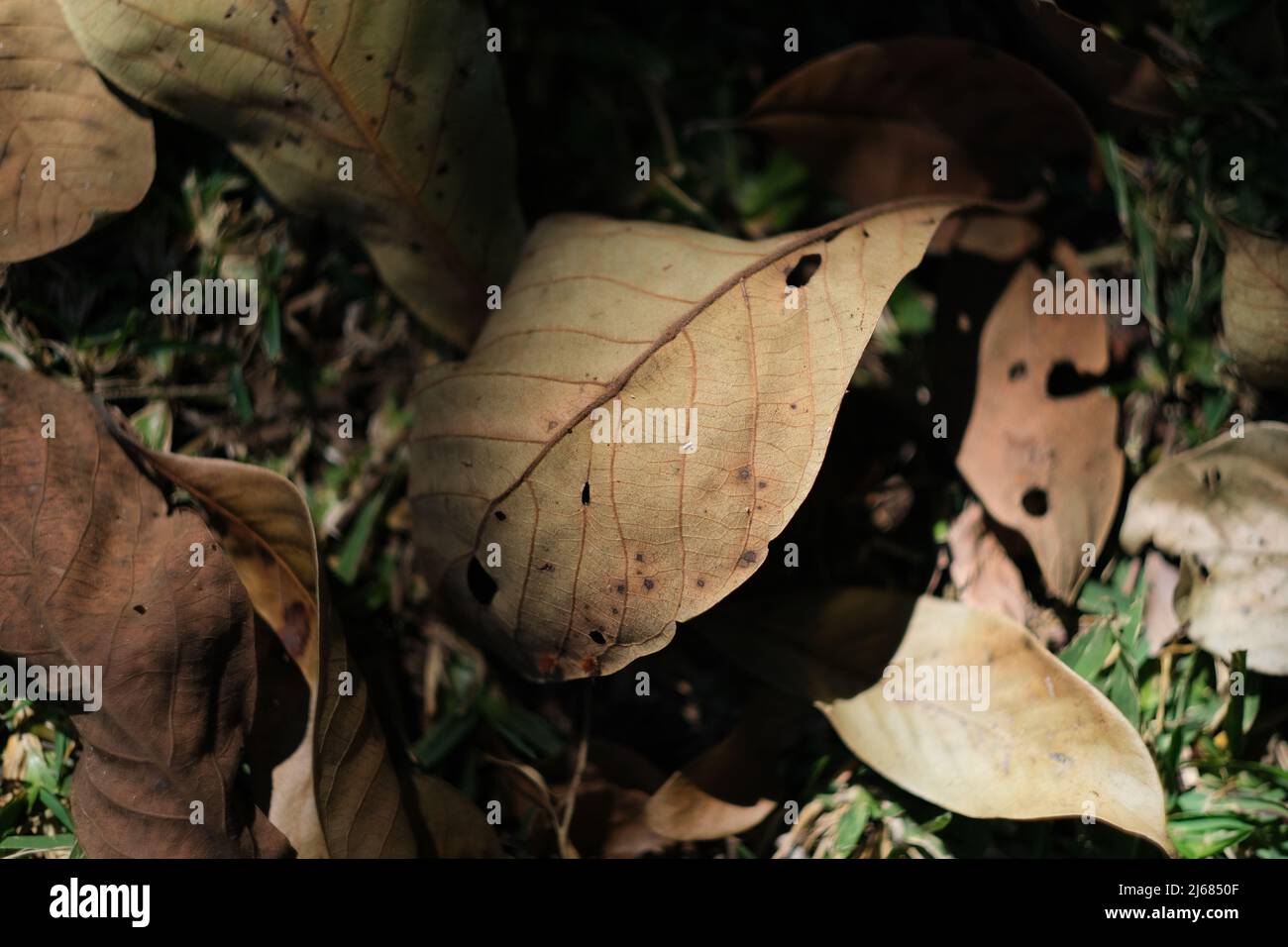 A withered fallen leaf, lit with morning sun Stock Photo - Alamy