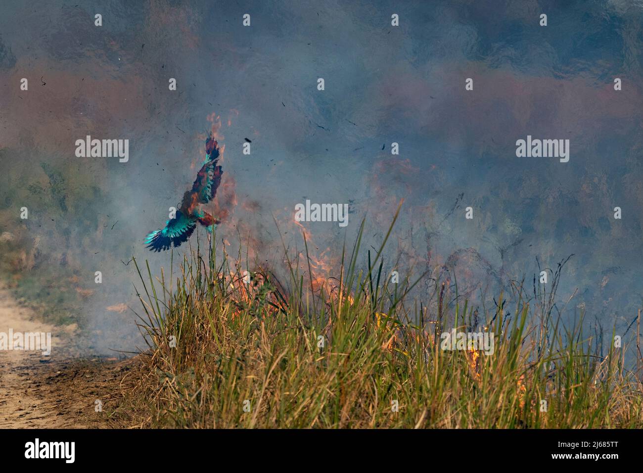 Controlled fire at kaziranga hi-res stock photography and images - Alamy