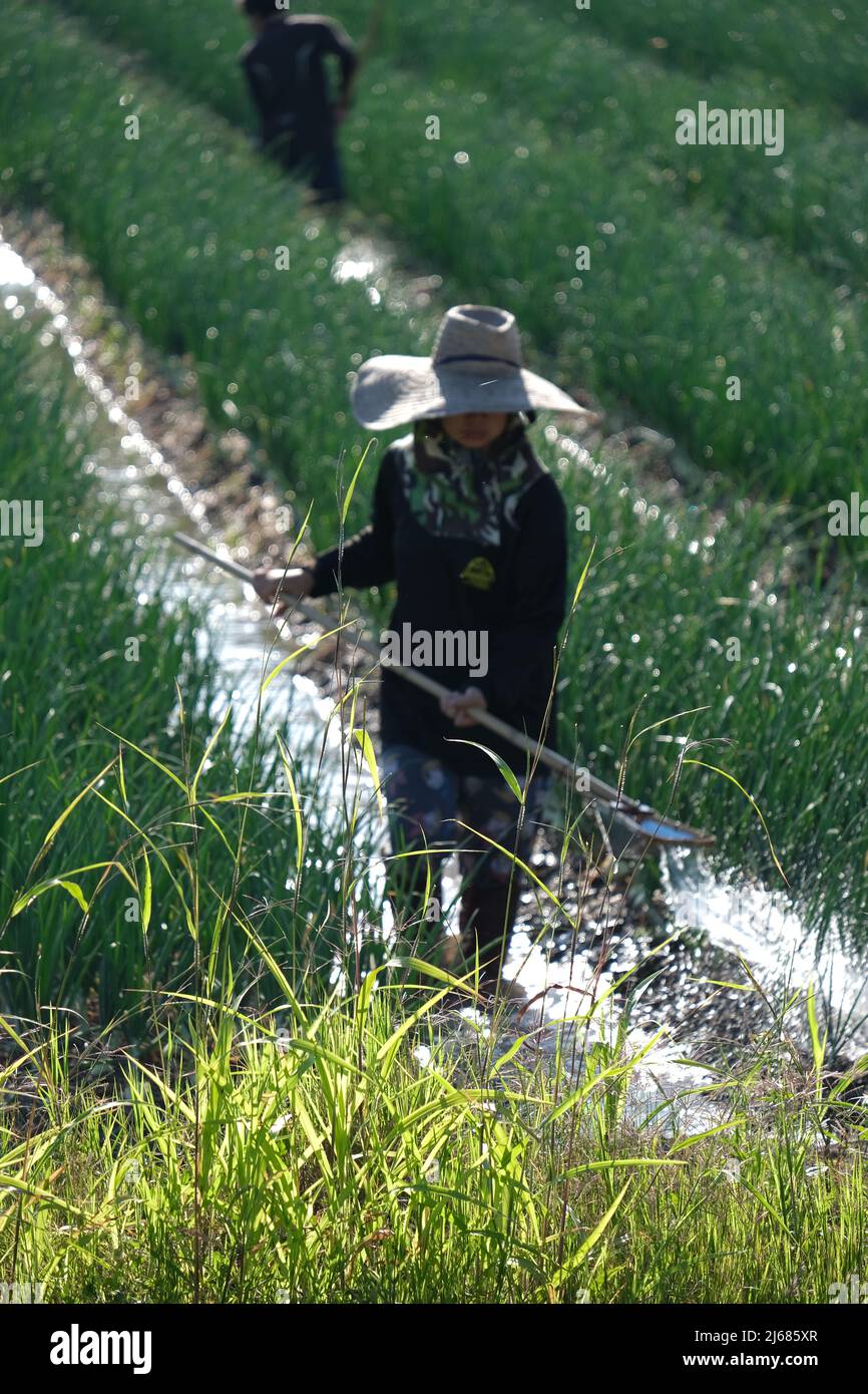 Rice paddy: a farmers at work Stock Photo - Alamy