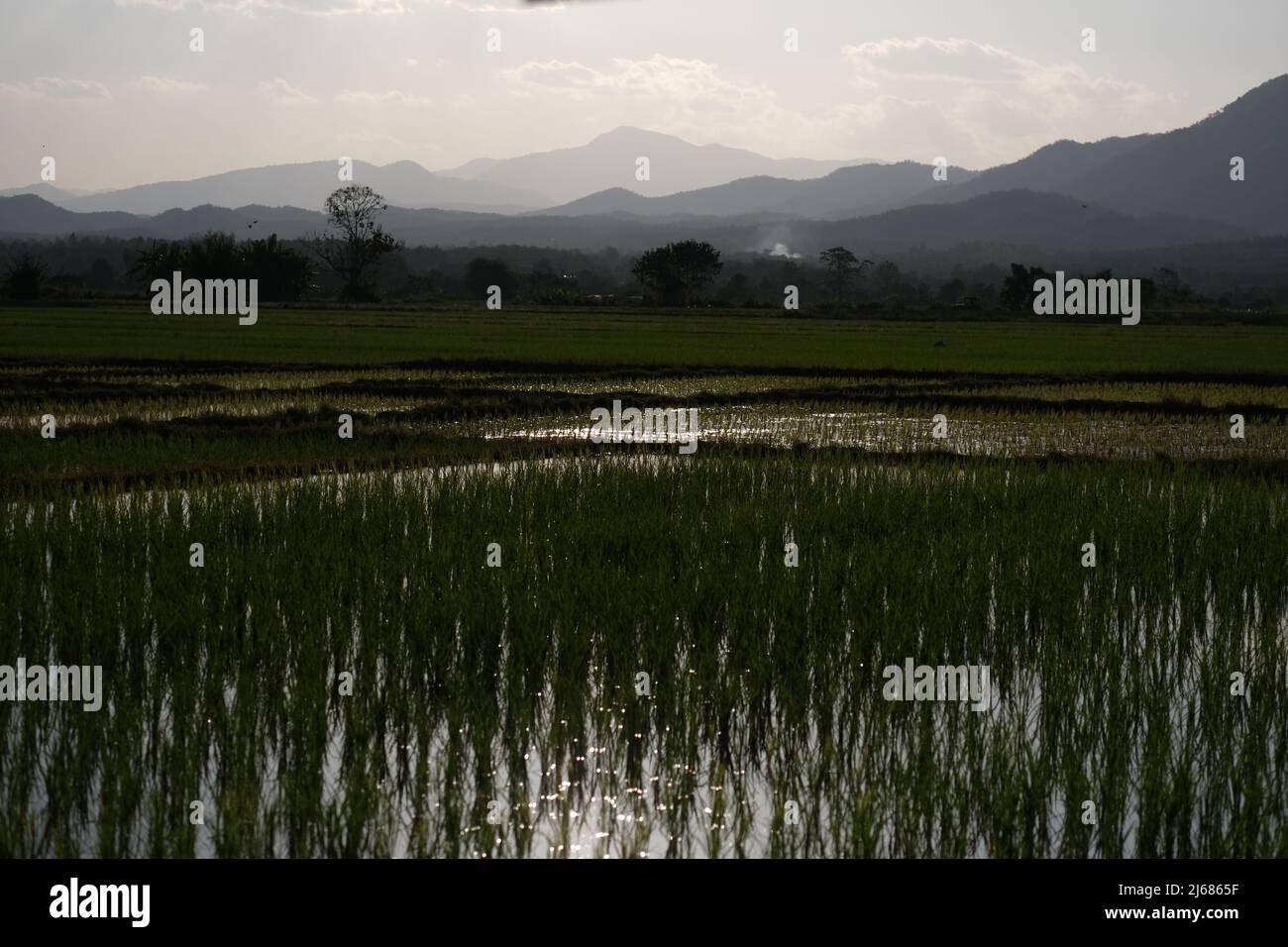 Paddy field on mountain hi-res stock photography and images - Alamy