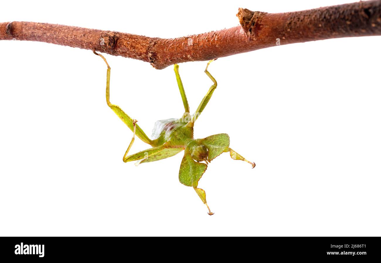 stick insect in front of white background Stock Photo - Alamy